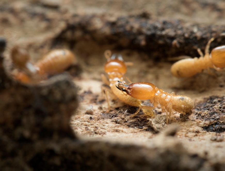 Pest Info: Termites| Everything You Need to Know | Pestech